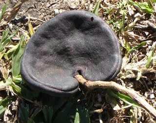 Vivero Montenativo, flora de Uruguay